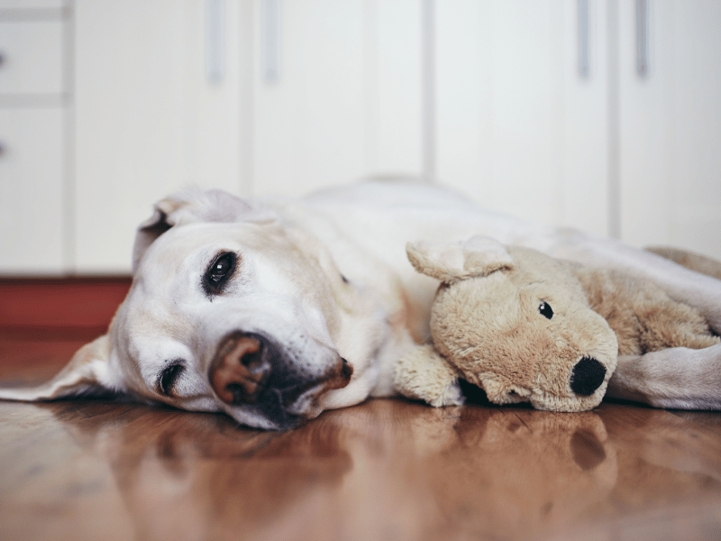 Senior Dog Health: 10 Tips on Caring for Your Aging Dog – Squishface