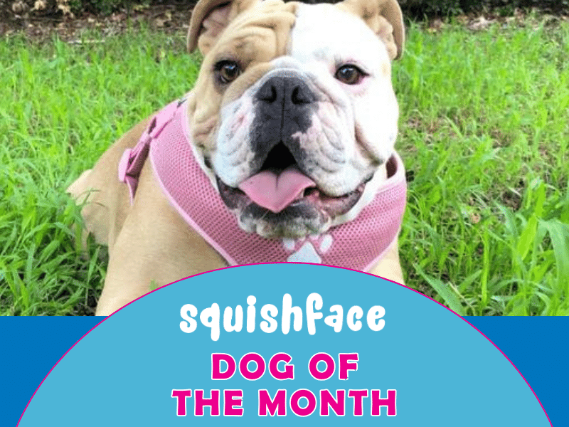 Meet Our February Dog of the Month! 🐶 – Squishface