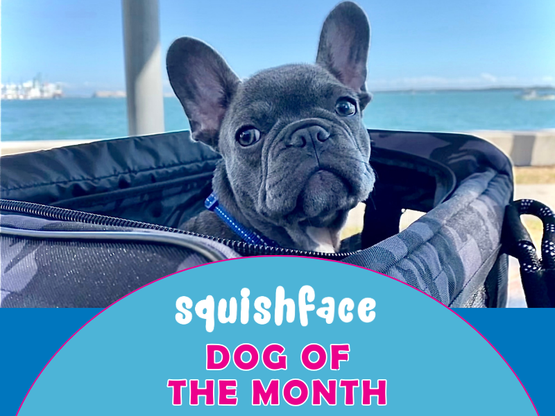 Squishface Blog | Tips to Remove Dog Tear Stains