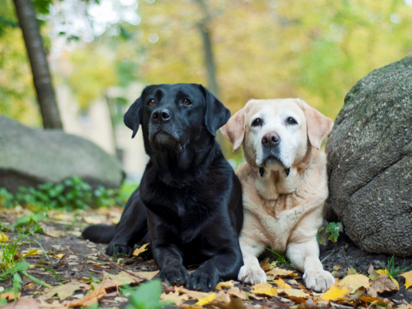 Fall Dangers and How to Keep Your Dog Safe – Squishface