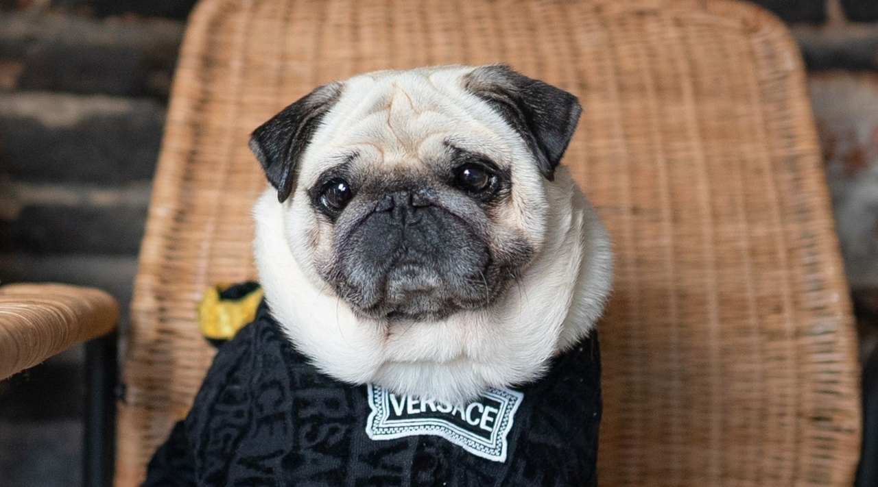 How Do I Treat My Pug’s Infected Wrinkles? – Squishface