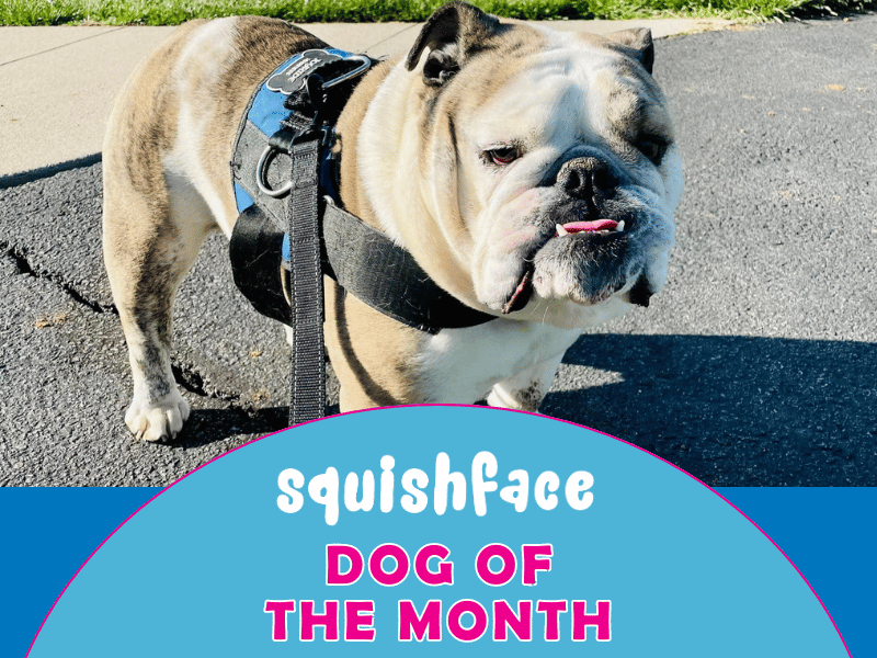 Meet Our June Dog of the Month! 🐶 – Squishface