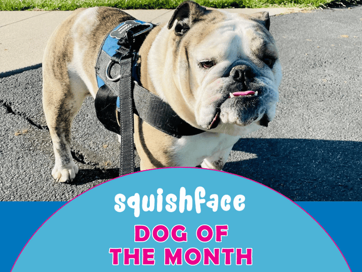 Does Chicken Cause Tear Stains In Dogs? – Squishface