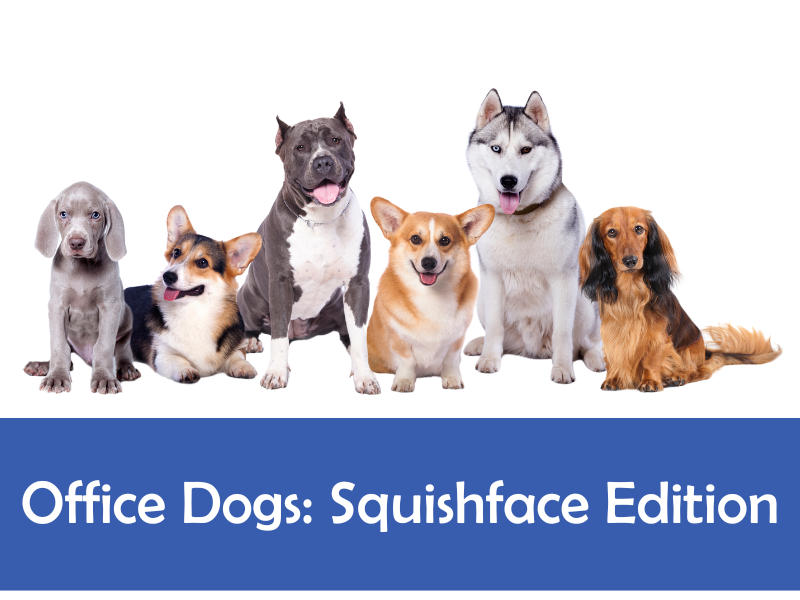 Office Dogs: Meet Grizzly – Squishface