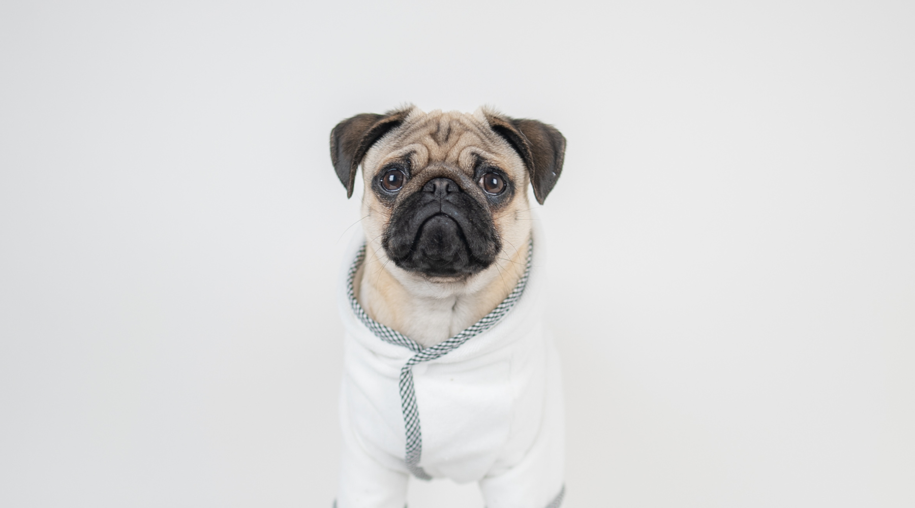 How to Avoid Skin Infections in Bulldogs and Pugs – Squishface