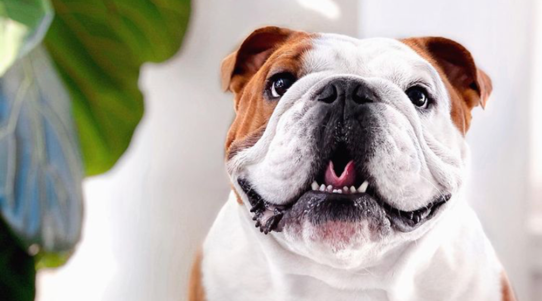 The Best Toys and Activities for Wrinkly Dogs – Squishface