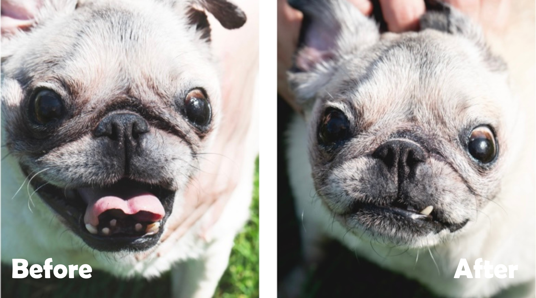 Common Myths About Dog Skincare Debunked – Squishface