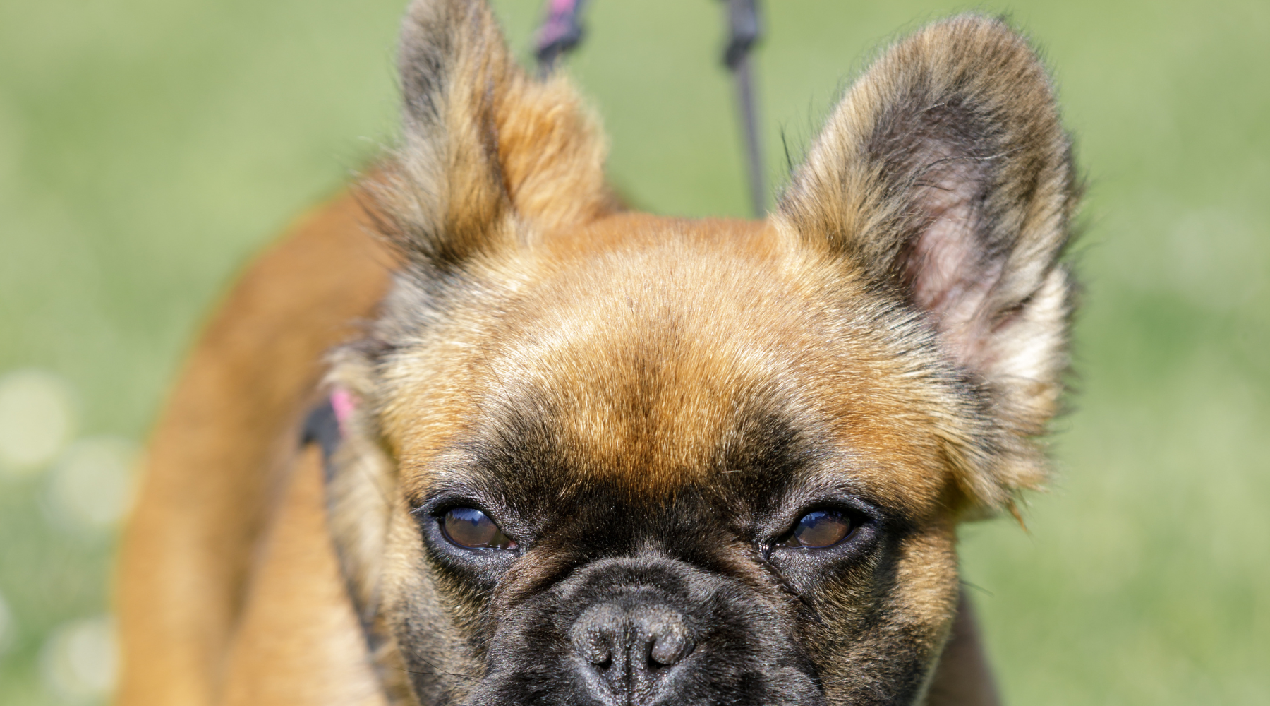 Long-Haired French Bulldog 101 – Squishface