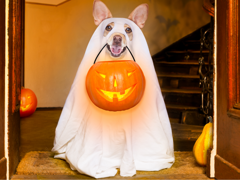 Tips for a Spooktacular October 🐶👻 – Squishface