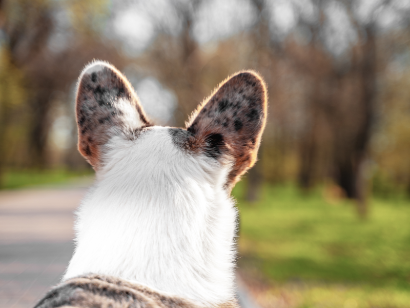 Why Your Dog's Ears Smell and How to Clean Them – Squishface