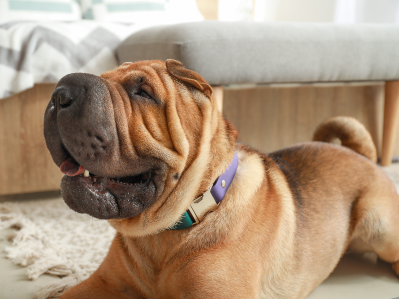 Skin Fold Dermatitis in Dogs: Symptoms and Prevention – Squishface