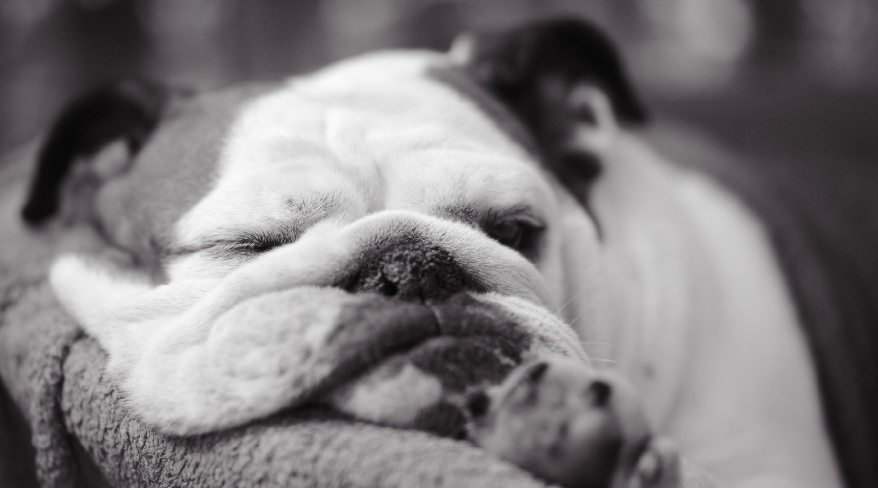 How Can I Tell My Dog Is Bored? – Squishface