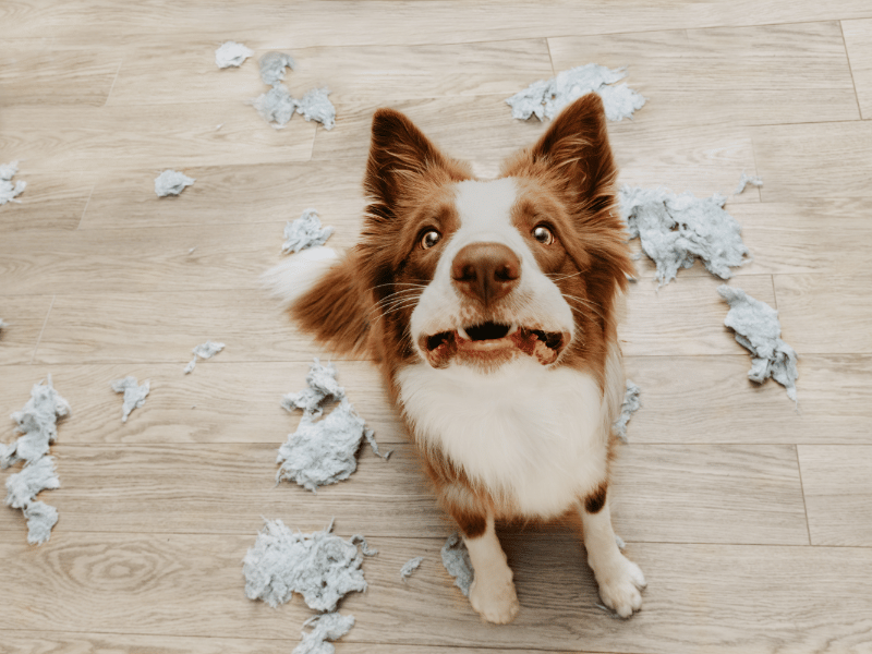Squishface Blog | Tips to Remove Dog Tear Stains