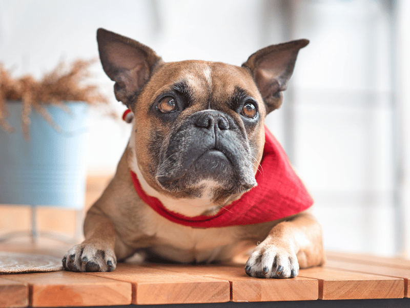 What Are the Benefits of Oat Kernel Oil for Dogs? – Squishface