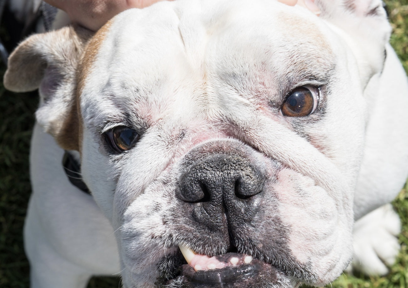 How to Keep Your Dog's Wrinkles Dry | Squishface Blog