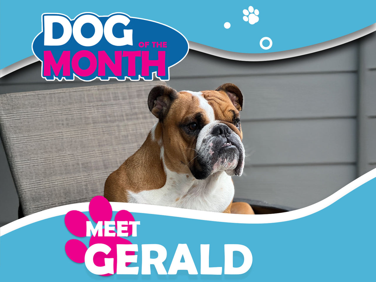 Meet Our March Dog of the Month! 🐶 – Squishface