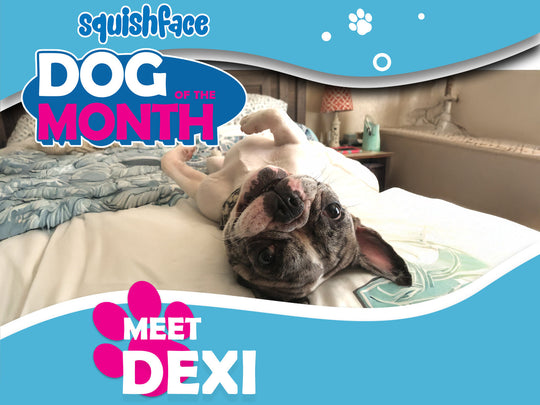 Squishface Blog | Tips to Remove Dog Tear Stains