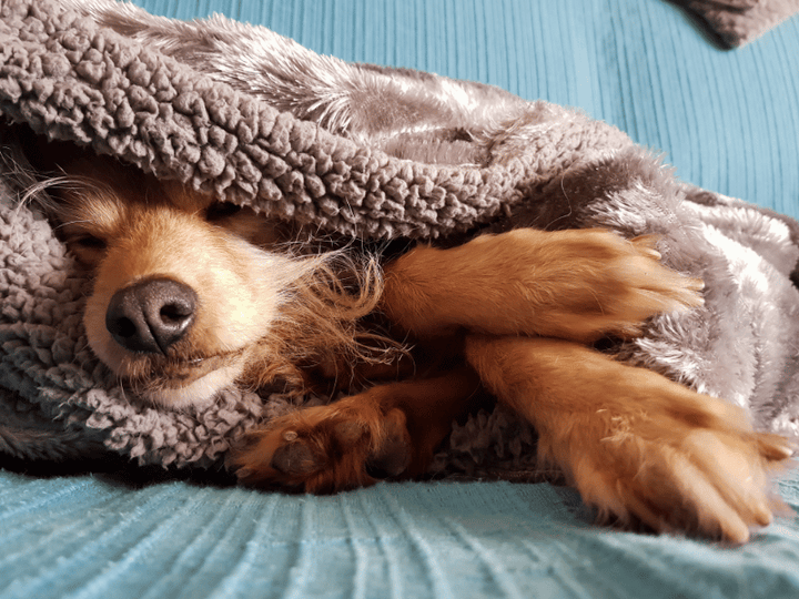 5 Mistakes Bulldog Owners Make – Squishface