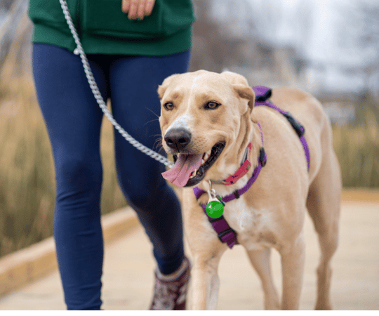 What You Should Know About Your Dog’s Bottom – Squishface