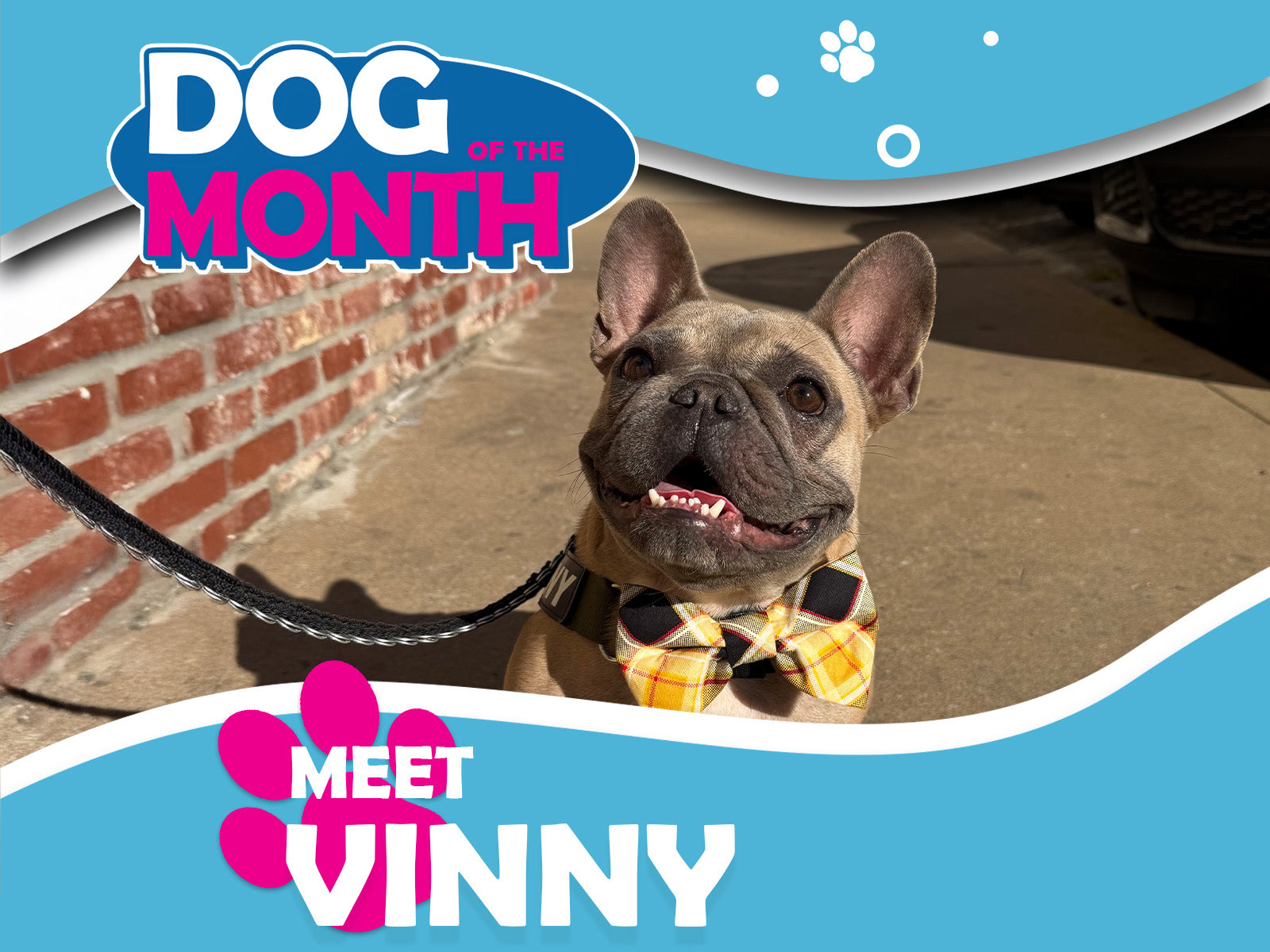 Meet Our May Dog of the Month! 🐶 – Squishface