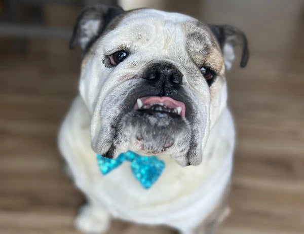 5 Reasons Your Dog's Nose Is Dry and How to Help – Squishface