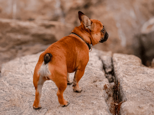 Common Questions about Bulldog Tail Pockets – Squishface
