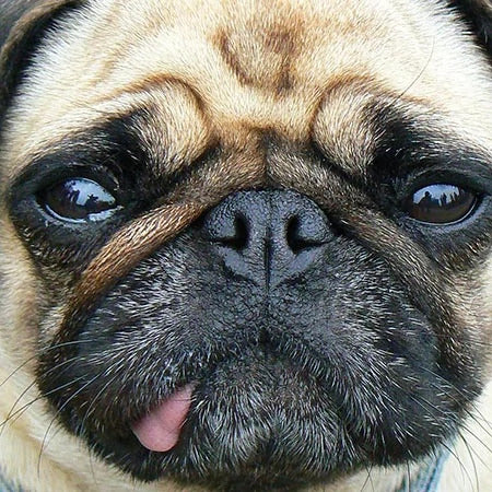 Clean Dog Wrinkles Remove Dog Tear Stains | Paste & Wipes | Squishface