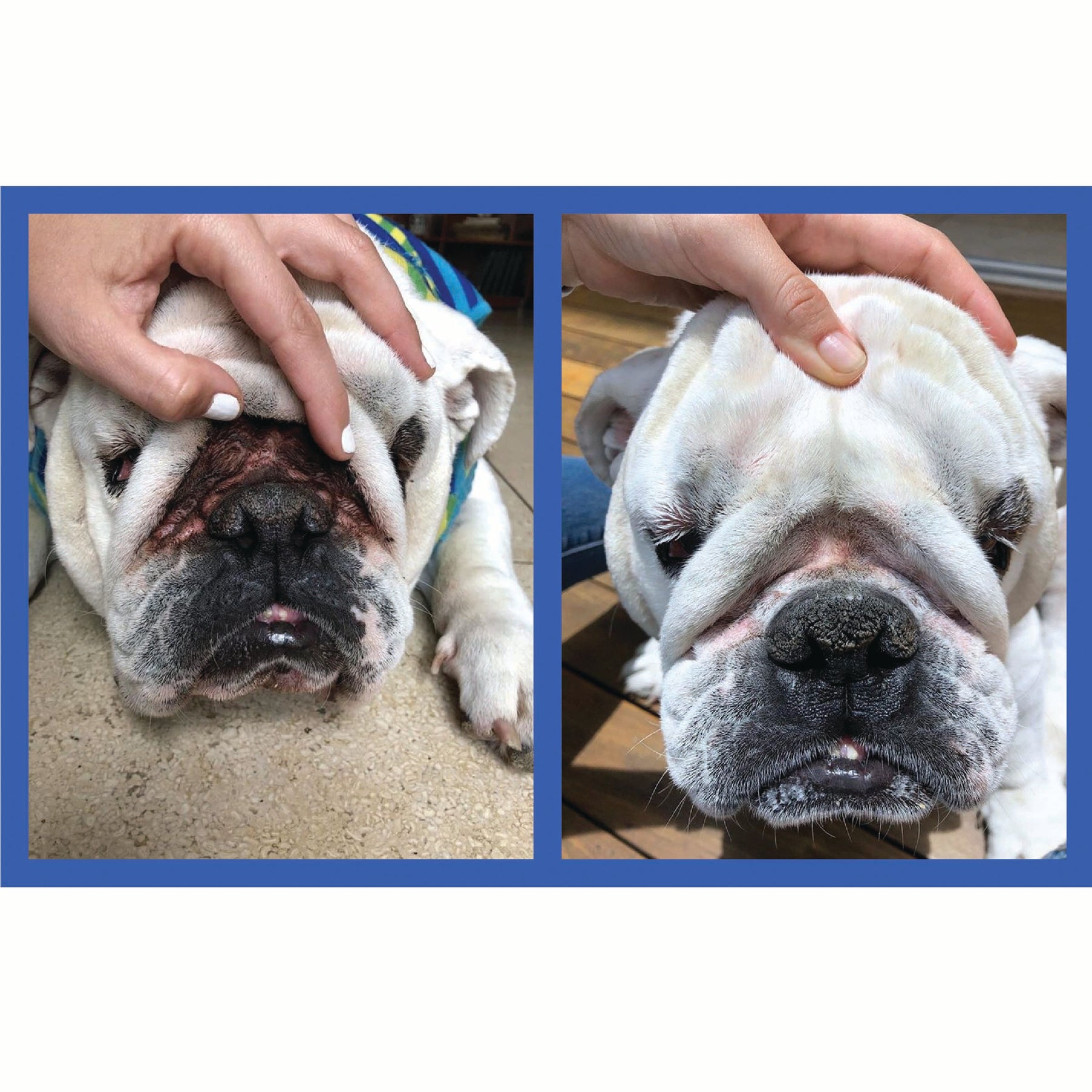 Squishface Silicone Dog Wrinkle Paste Applicator - Clean & Gentle Appl