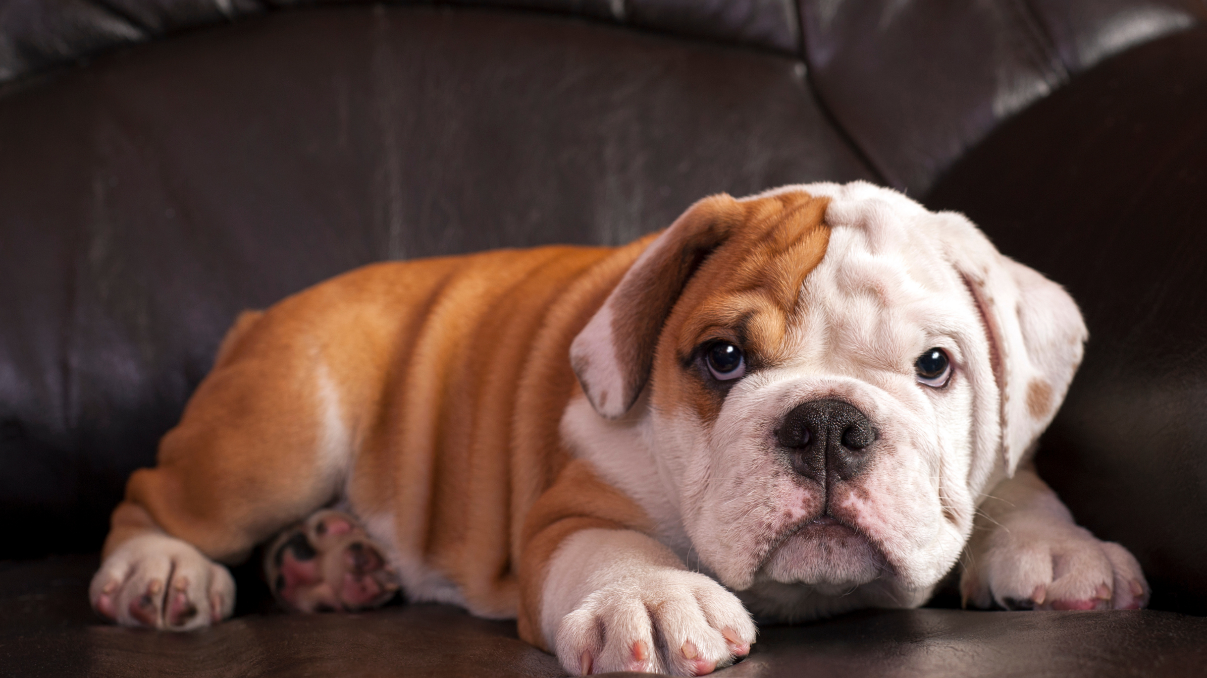 Clean Dog Wrinkles Remove Dog Tear Stains | Paste & Wipes | Squishface